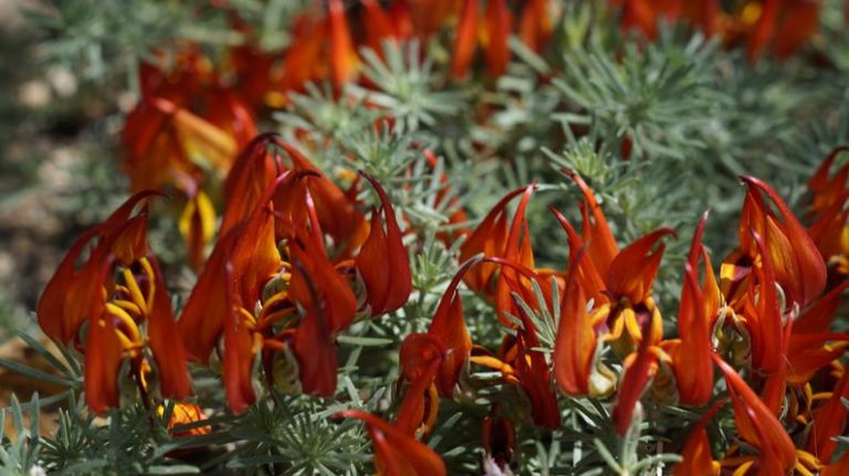 3 Extremely Rare Parrot Beak Plant Cuttings Lotus Berthelotii Only 100 ...